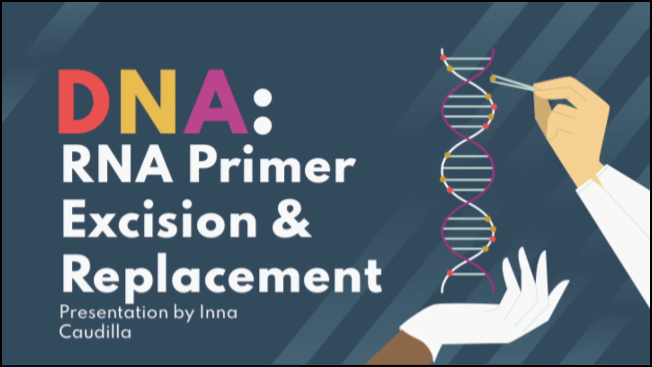 RNA Primer Excision & Replacement by DNA - YouTube