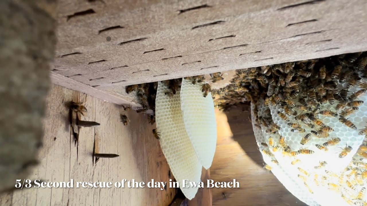 Bees in the eaves at Ewa Beach!! | LIVE BEE RESCUE | Honeybeerescue808 ...