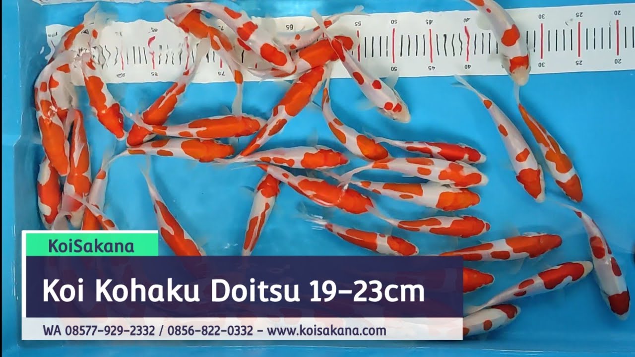 Ikan Koi Kohaku Doitsu size 19-23cm - YouTube