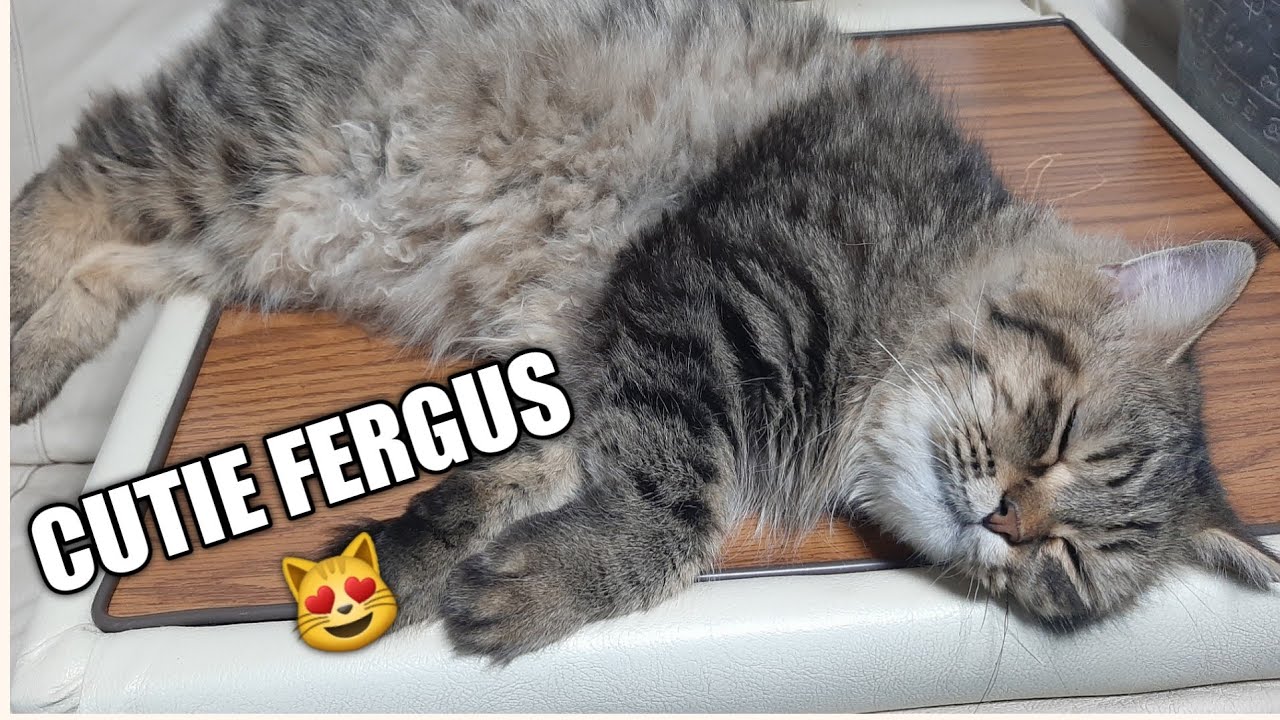 Fergus The Cat Is In Deep Sleep || Chubby Cat #cutecats # ...
