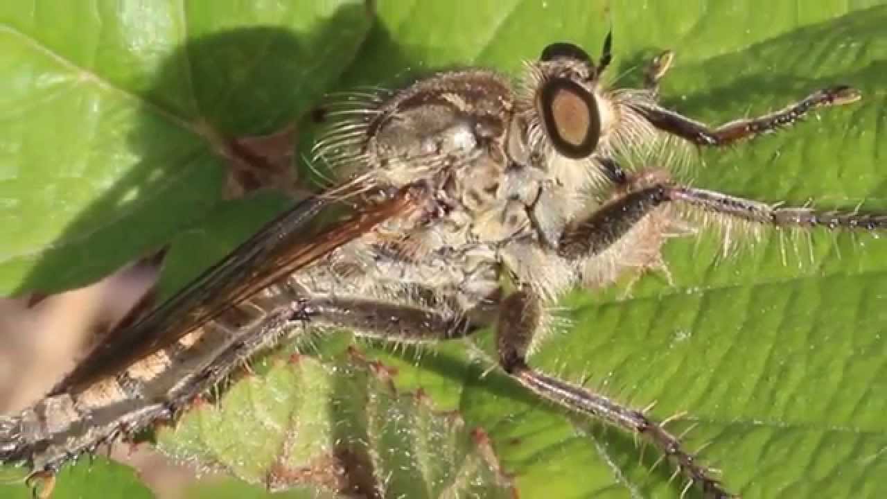 Gros plan d'une Mouche à moustache ou à toison (Asilides) - YouTube