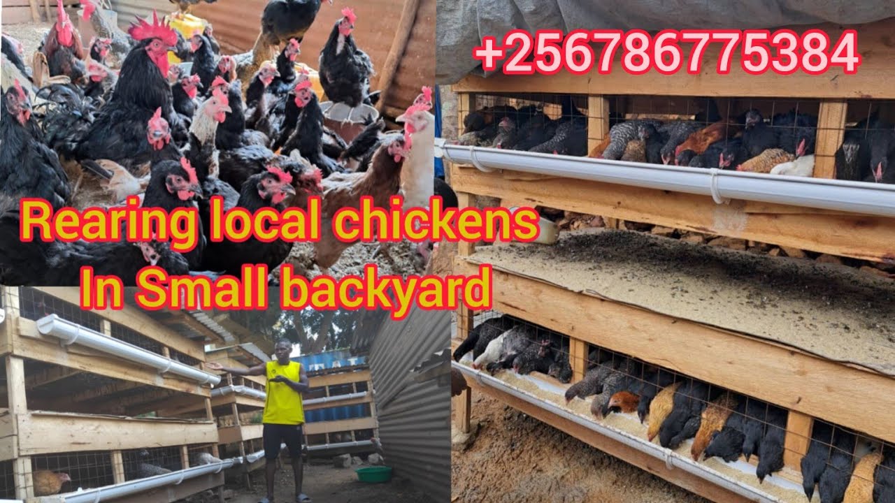 What do i need to start raising local chickens in a small backyard ...