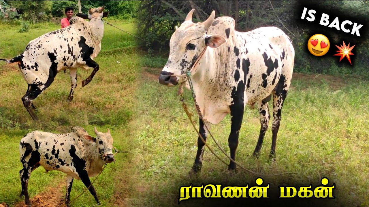 யார் என்று தெரிகிறதா😃💥||ராவணன் மகன்😻💥||Ravanan son latest Video😻💥2024 ...