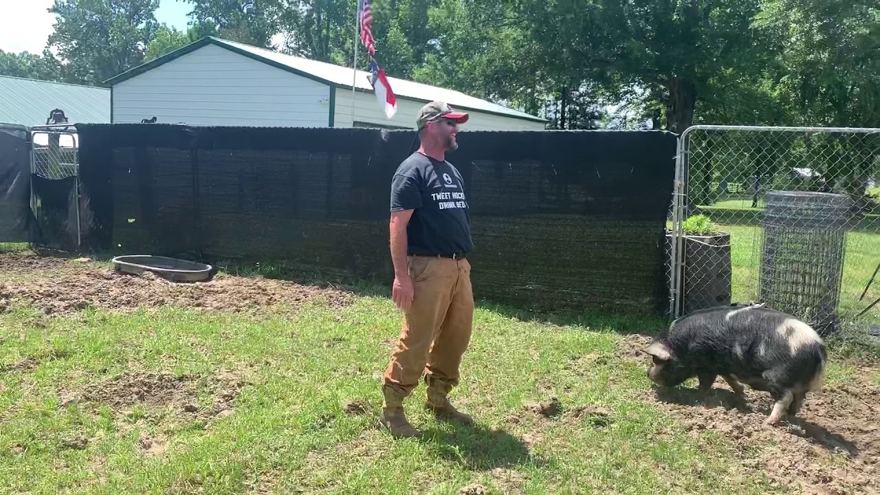 Pig riding lessons - YouTube