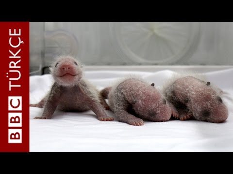 'Mucize' üçüz pandaların doğum anı - BBC TÜRKÇE