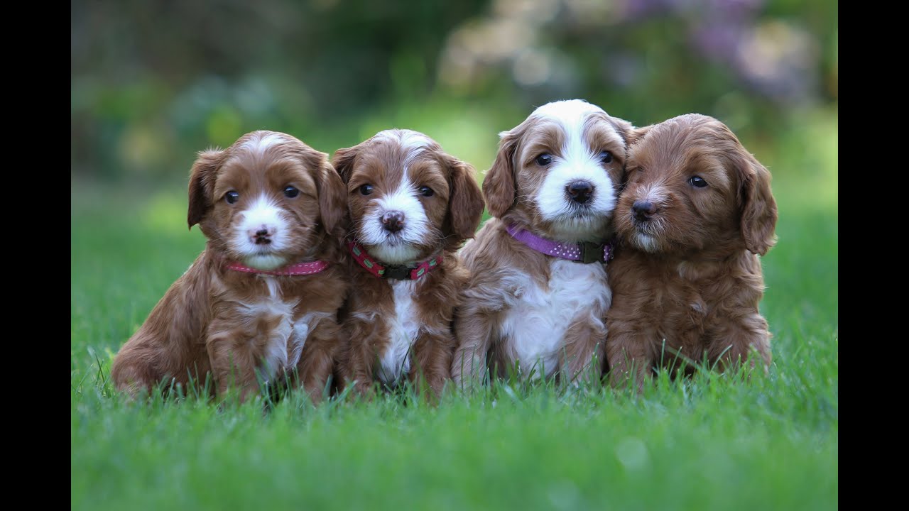 Young Labradoodle puppies playing together | Labradoodles Playground ...
