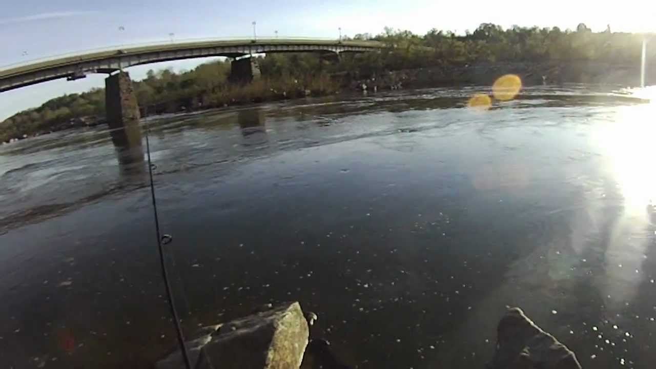 first shad of 3 chain bridge potomac river - YouTube