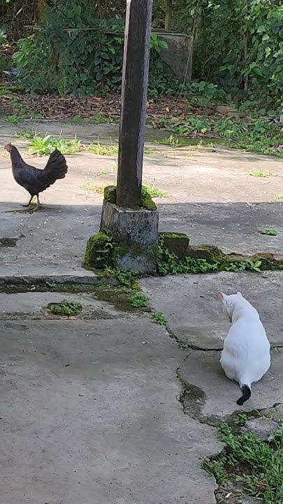 obrolan pagi kucing dan ayam😄 #kucing #catlovers #cat #ayam #shortvideo - YouTube
