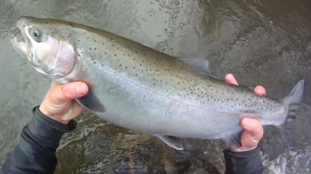 Bait Fishing #124 - Small Creek Fishing for a 6lb+ Big Rainbow Trout ...