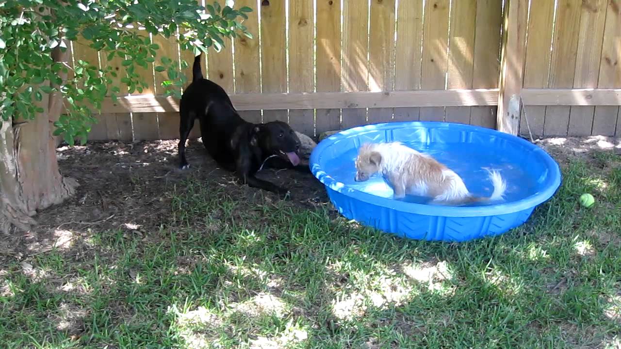 Rizzo and Izzy Pool Time.MOV - YouTube
