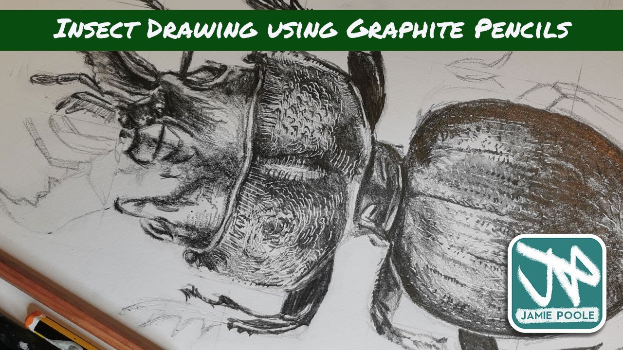 Graphite Pencil Drawing of Insects - YouTube