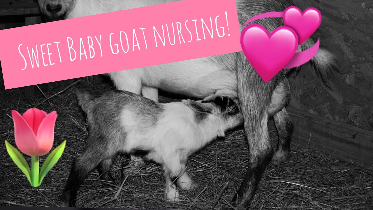 First time GOAT MOM learning to NURSE BABY GOAT - YouTube