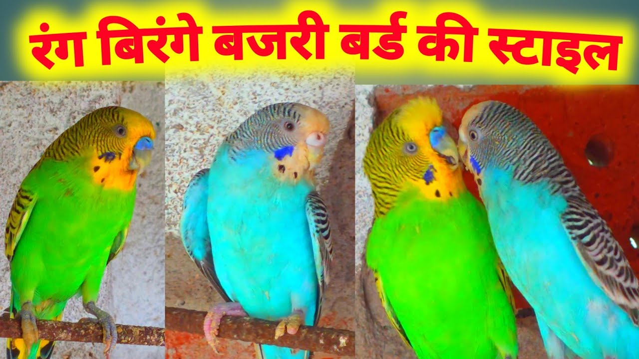रंग बिरंगे बजरी बर्ड की स्टाइल 🦜 Budgies Birds Lifestyle ,Bajri Birds ...