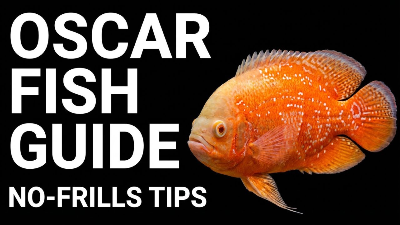 Monthly Fish Focus: Oscar Fish, No Frills Guide - YouTube