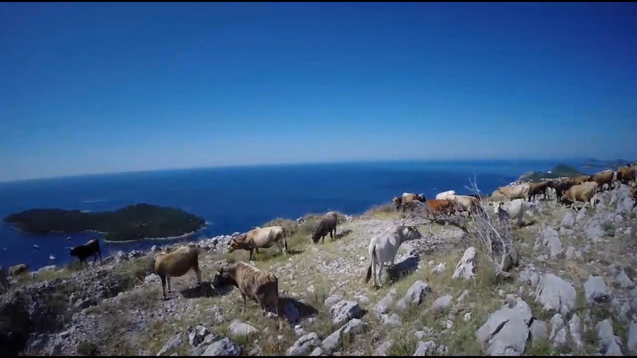 DOKUMENTARAC O GOVEDU BUŠA / BUSHA CATTLE DOCUMENTARY - YouTube