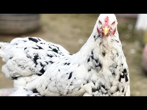 Black mottled brahma chicken and black mottled cochin 🐔 - YouTube