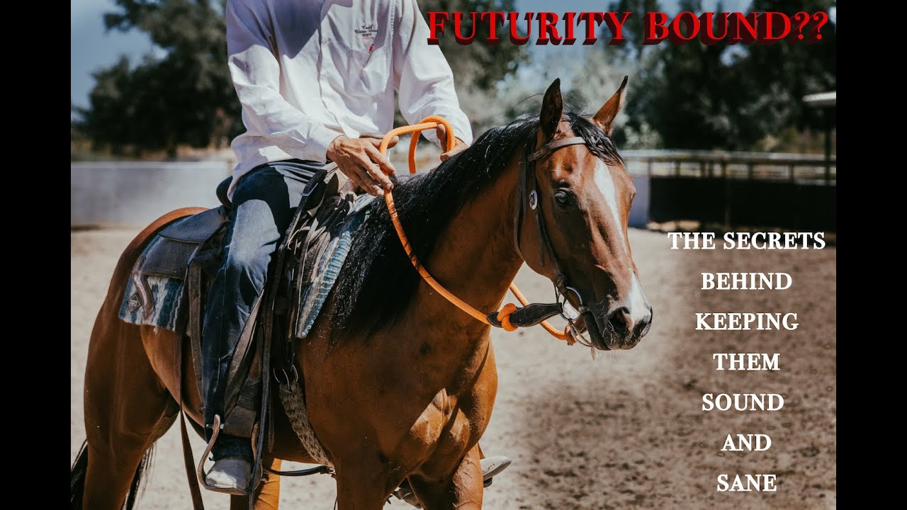 Thoughts on Futurity Horses and Is it better to Start 4-yr-olds or 2-yr ...