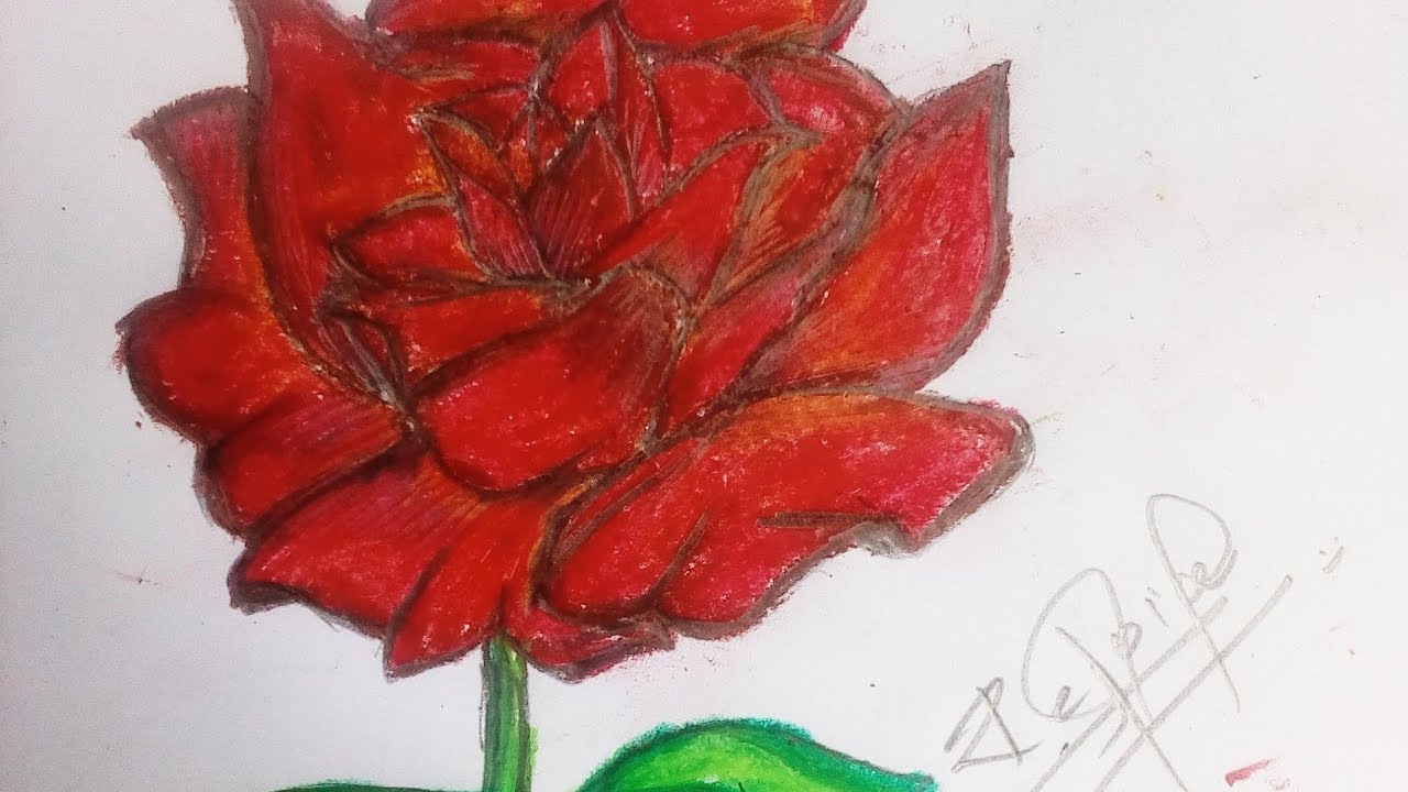How to draw red rose step by step - YouTube