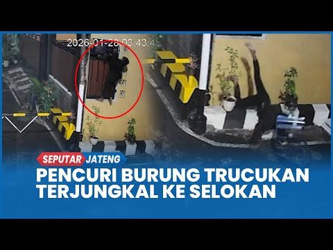 Terekam CCTV Pencuri Burung Trucukan Terjungkal ke Selokan di Semarang