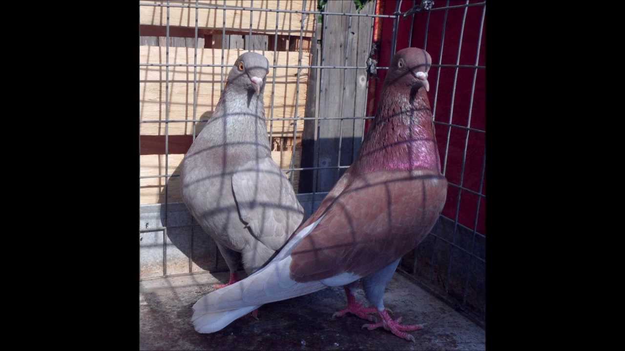 My Ruby Roller Pigeons - YouTube