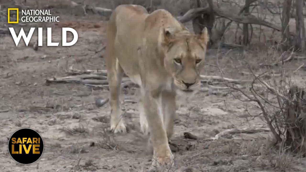 Safari Live - Day 251 | Nat Geo Wild - YouTube