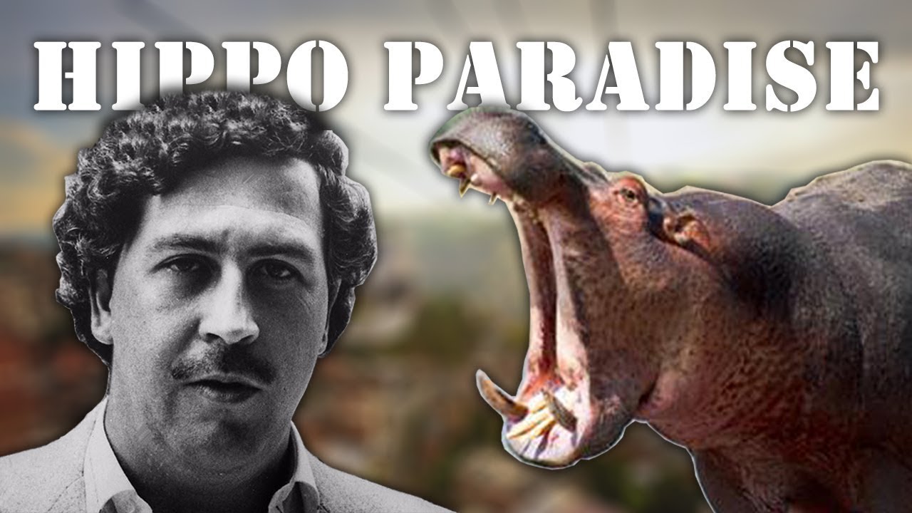 How Pablo Escobar Created Hippo Paradise in Colombia - YouTube