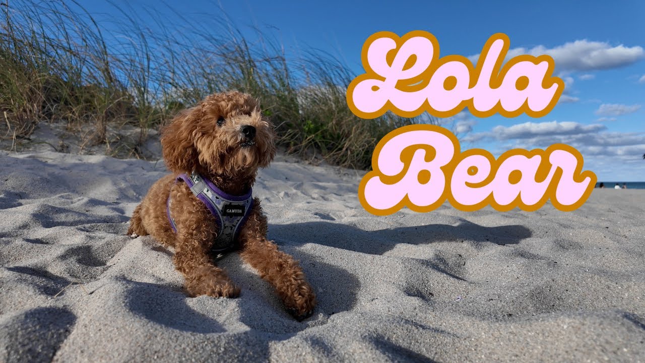 A Day At Bark Beach with Lola Bear - YouTube