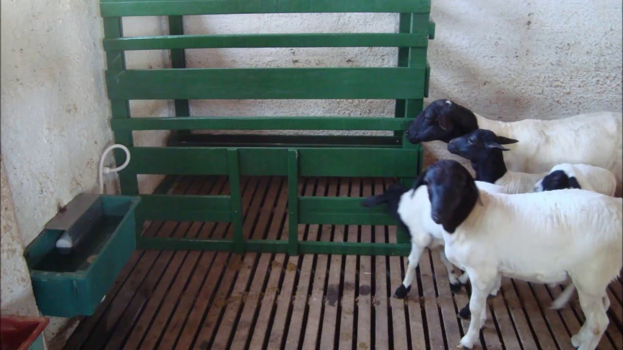 Creep feeding para ovinos! - YouTube