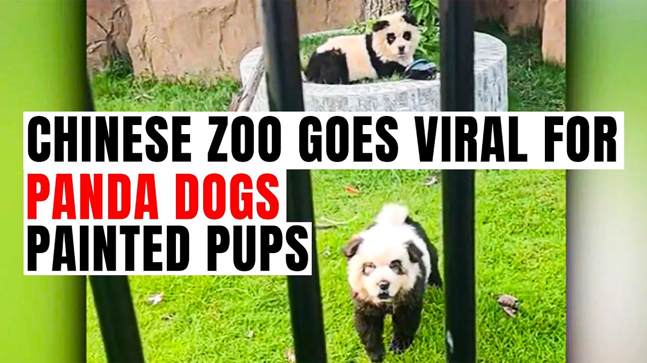 A zoo in China has been forced to admit that their "pandas" were ...