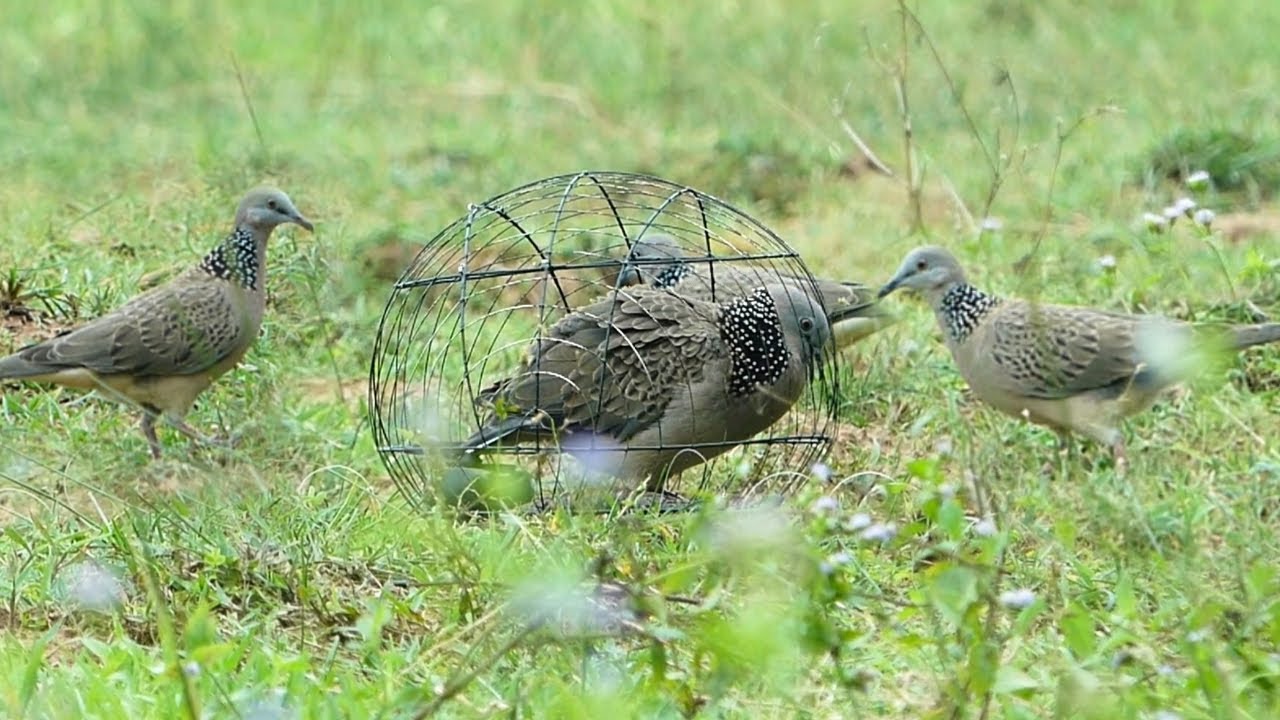 Dove trap on the ground - Really great at catching Doves - YouTube