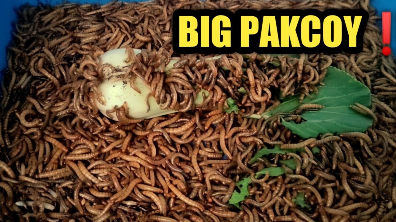 ULAT HONGKONG | CARA MEMBERI MAKAN ULAT HONGKONG PAKE SAYURAN ‼️ PAKCOY ...