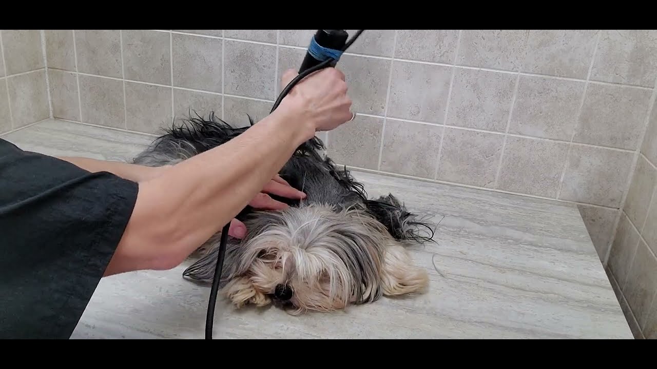 Morkie (Maltese/Yorkshire Terrier) dog breed full grooming process, no ...