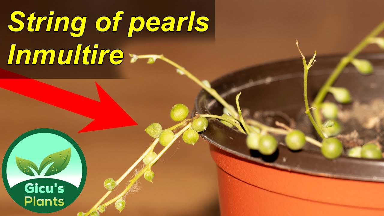 Incerc sa salvez planta mea de sir de perle - YouTube