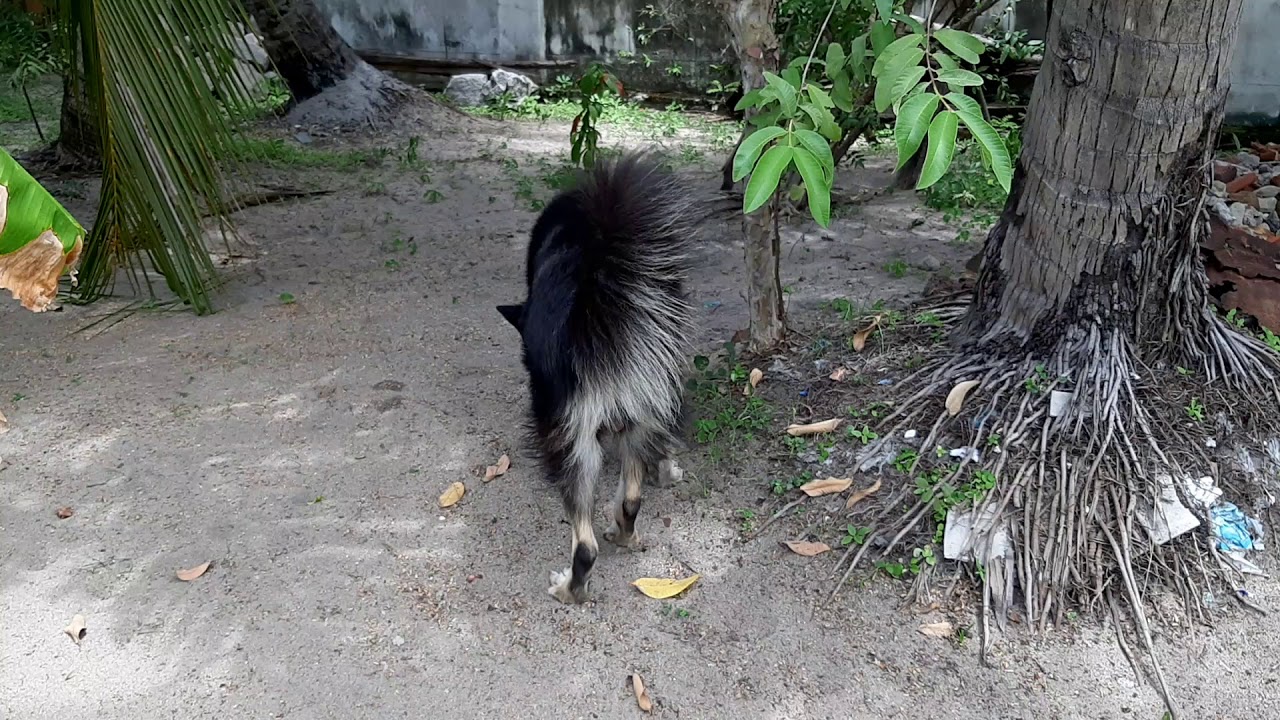 Lion shepherd - YouTube