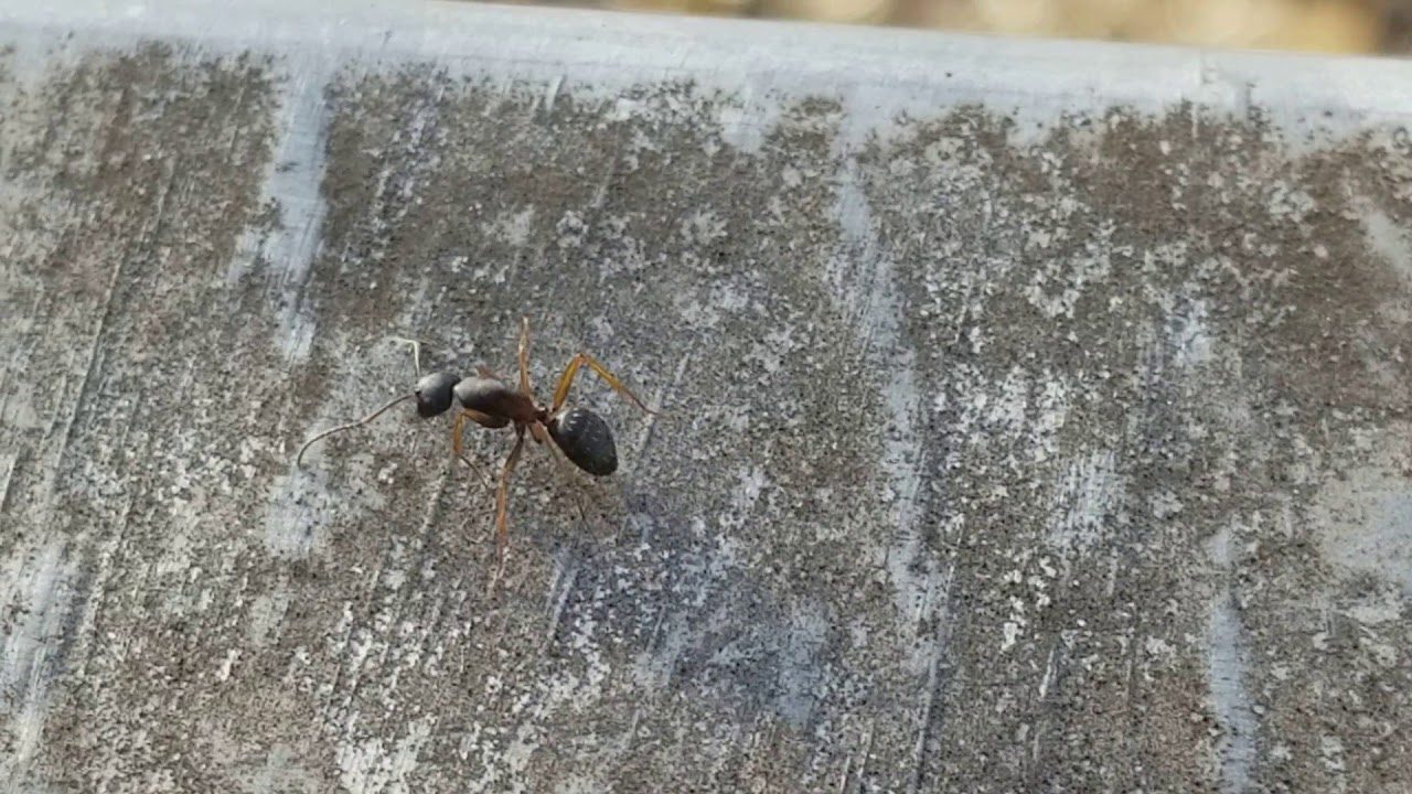 Ant walking slowly - YouTube
