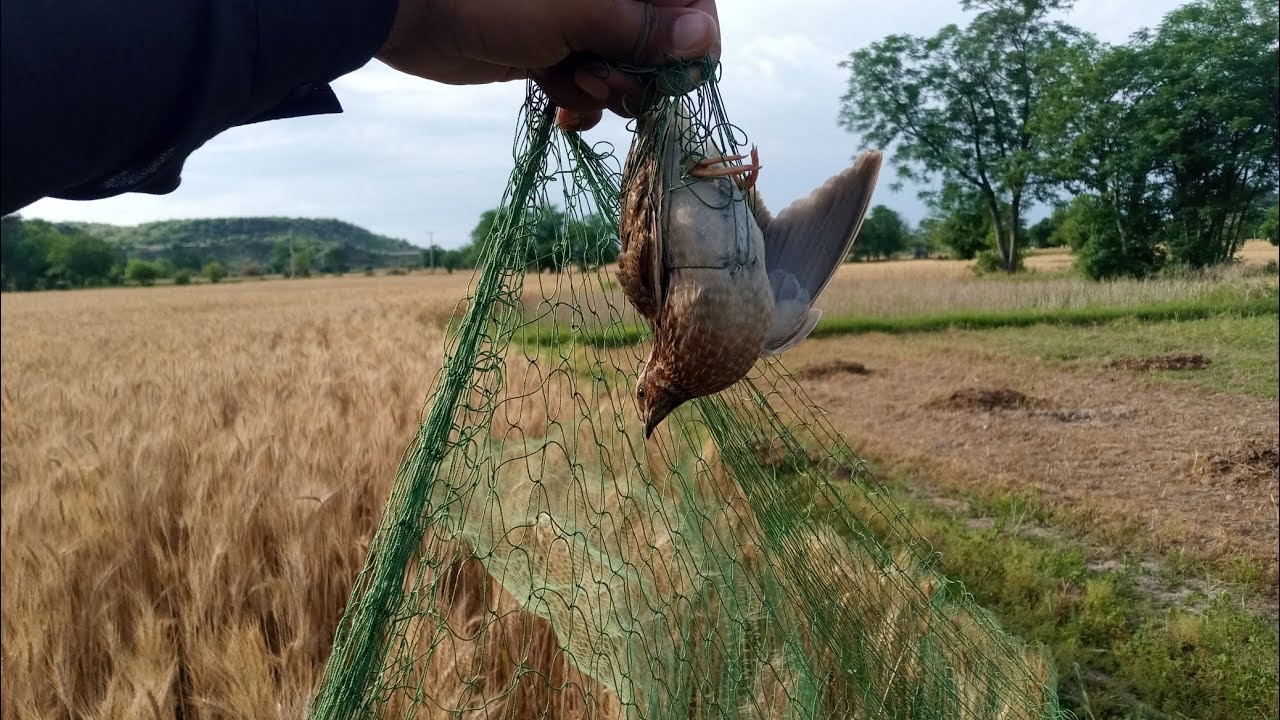 Batair ka shikar jal kirak or rase k sath | Today quail hunting 2023 ...