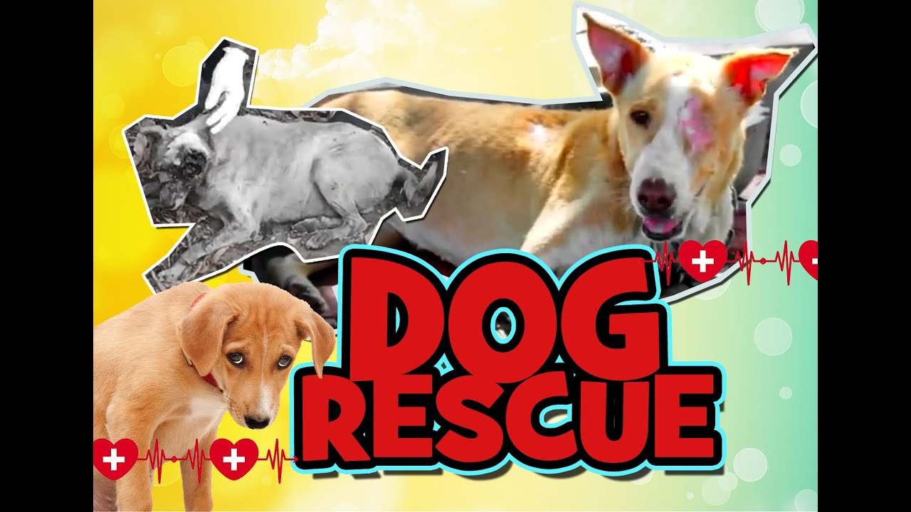 Maggots & Flies on Dogs Face RESCUED | tvPinoy - YouTube