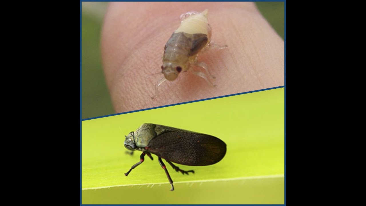 ¡Cómo controlar el Míon o salivazo de los pastos! Plaga de pastos para ...