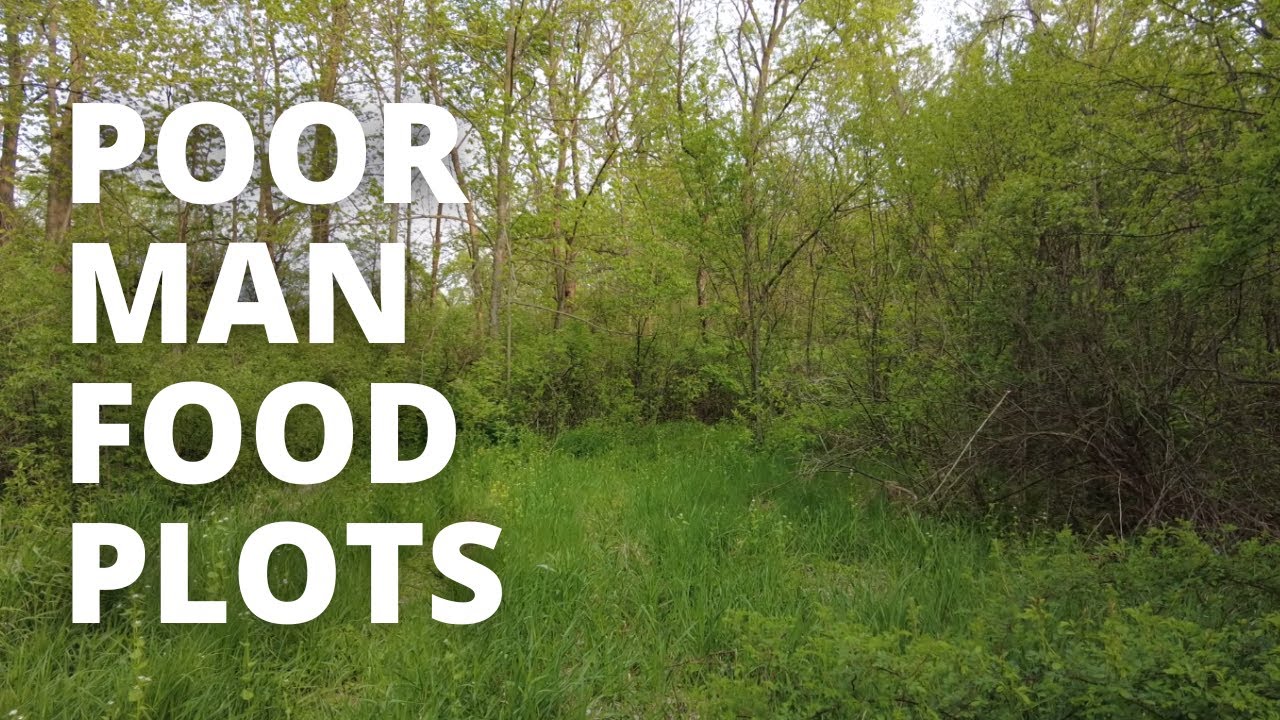 How I Establish Poor Man Food Plots - YouTube