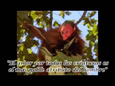ANIMALES DEL PERU EN EXTINCION-MONO HUAPO COLORADO - YouTube