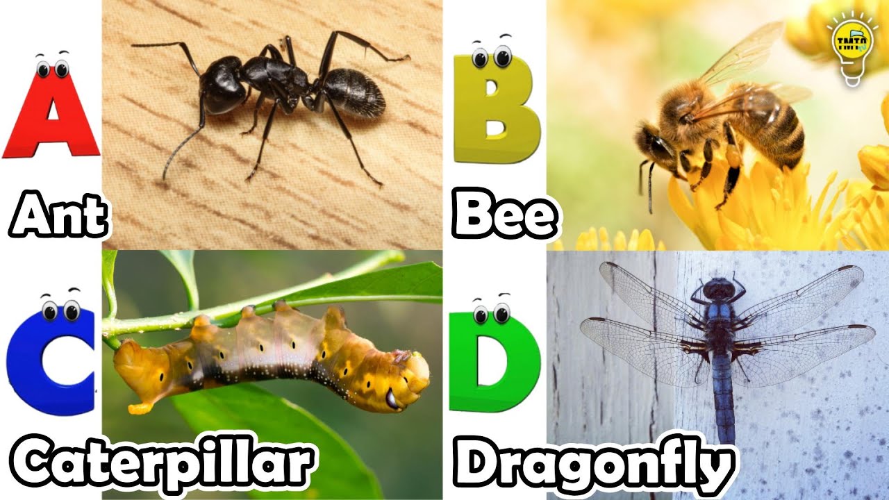 Abc Insect Song | A to Z Insects Song | Insects Alphabet song | Phonics ...