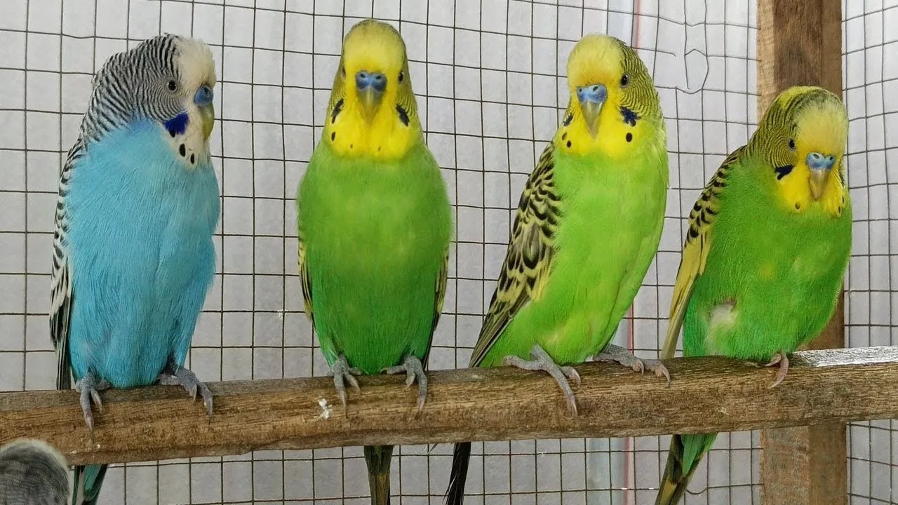 4 Hours of Happy Budgies Singing, Playing & Talking | Cheerful Parakeet ...