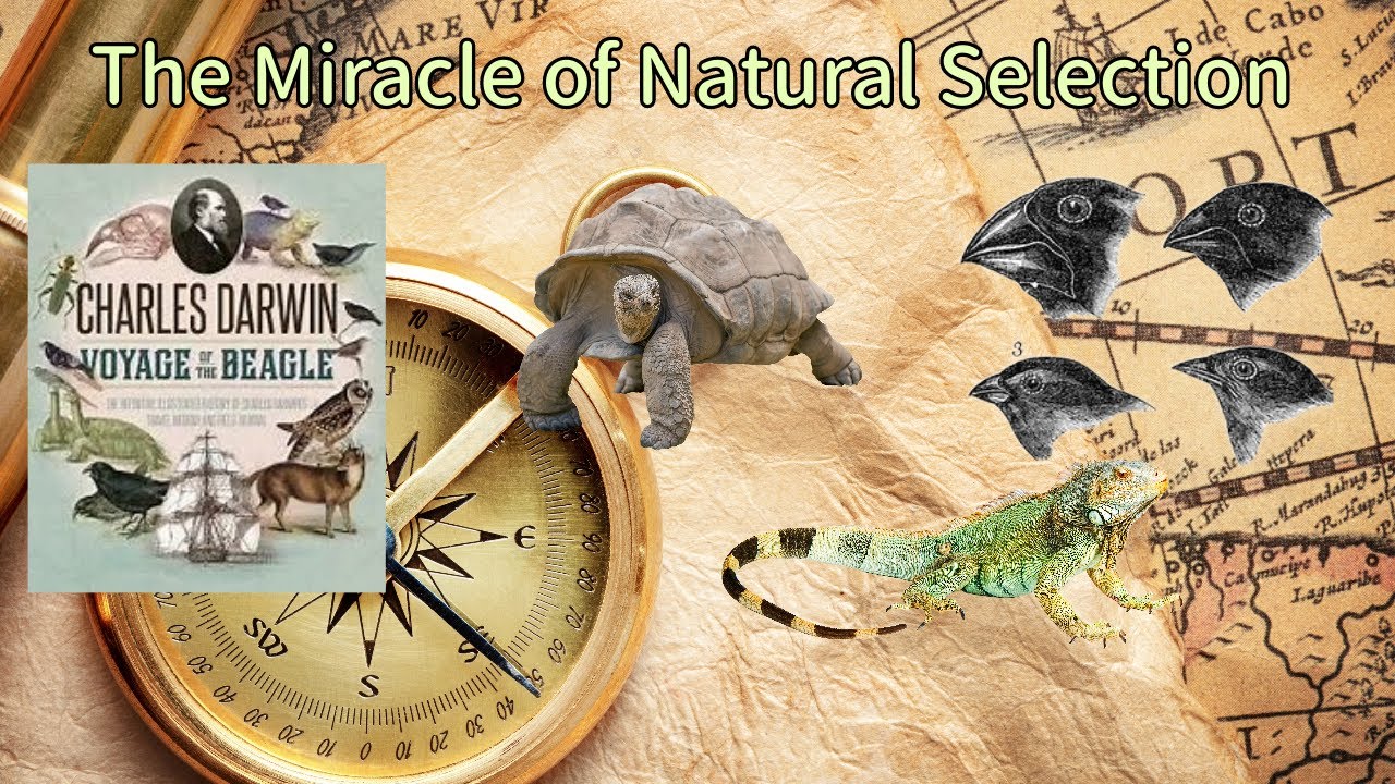 Darwinian Natural Selection: The driving force for Human Evolution ...