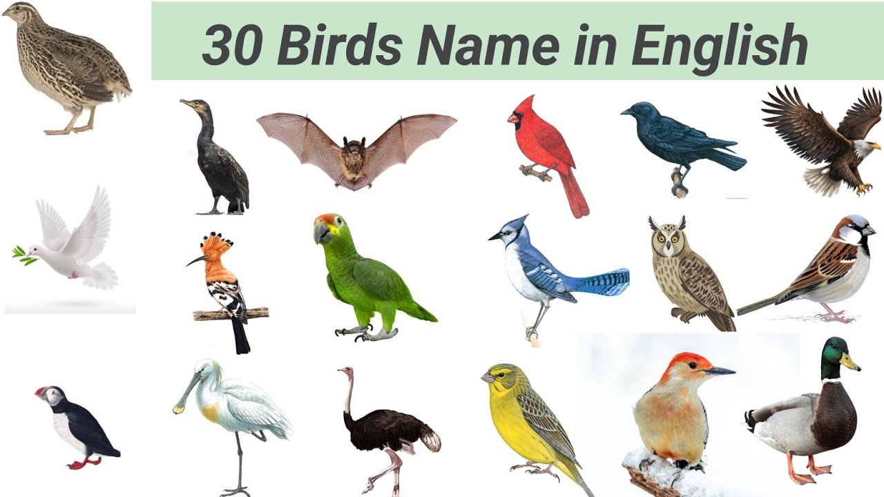 Birds Vocabulary|30+Birds Name in English with Pictures| #birds - YouTube