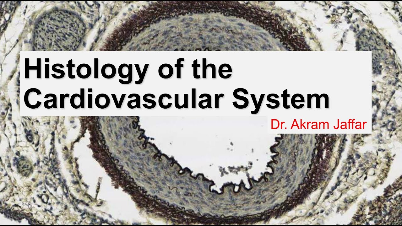 Histology of the cardiovascular system + Anki flashcards - YouTube