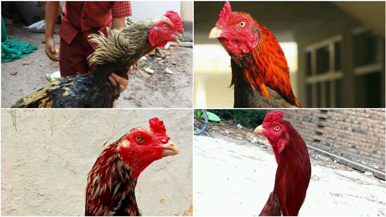 All Aseel Top Quality | Aseel Rooster Top Quality | Pakistan Top Aseel ...