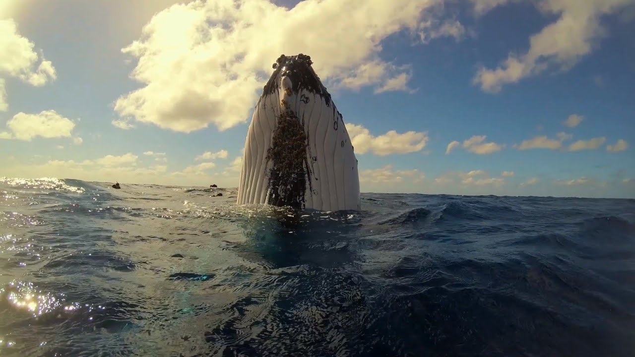 Whale Navigation: The Ocean's Majestic Mariners - YouTube