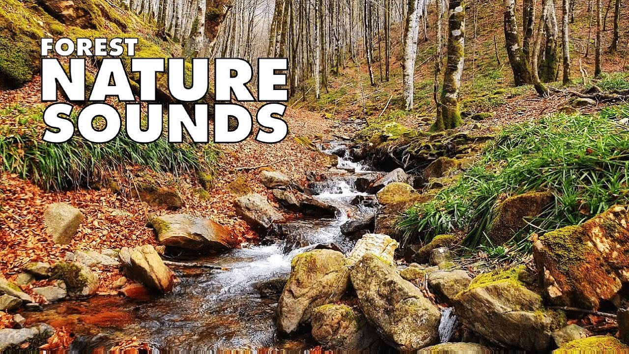 💚 Nature sounds, white noise. Calming Forest Stream . Life living and ...