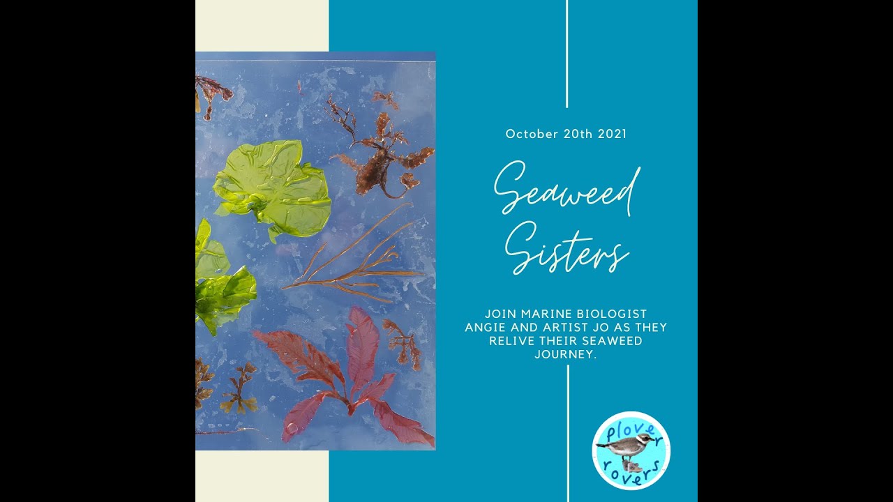 Seaweed Stories - art & science united - YouTube