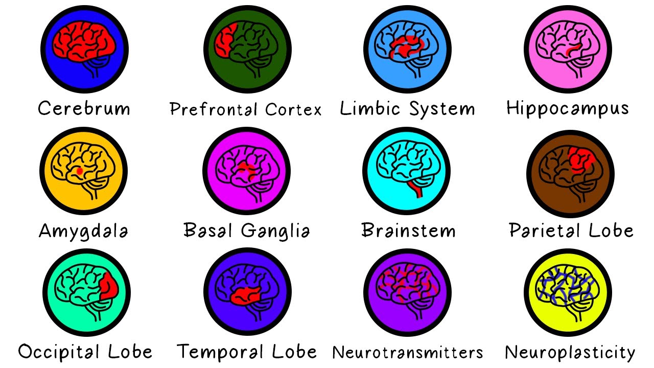 The Human Mind Explained In 13 Minutes - YouTube